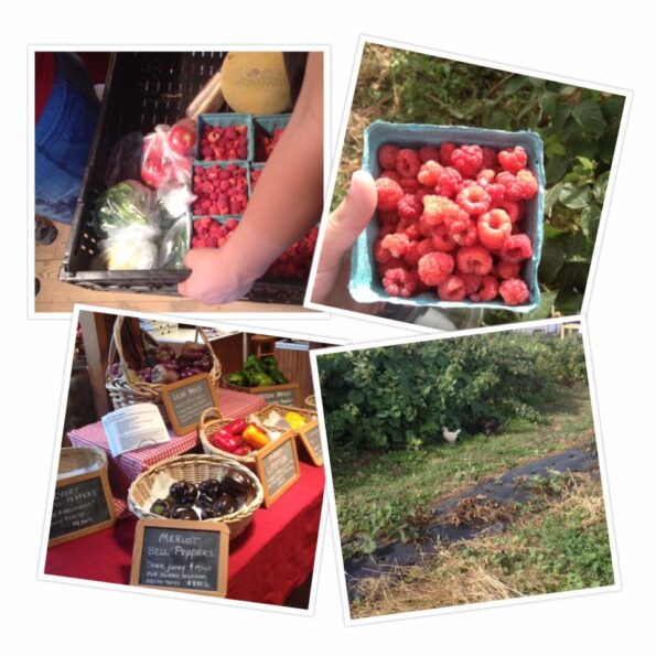 Pick Your Own Berries at Berry Patch Farm in Colorado